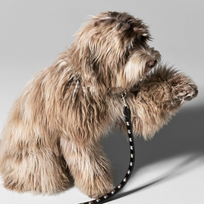 Celine Just Launched a Dog Accessory Collection and It’s Fabulous